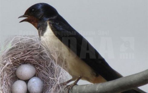 Хараацай айлд үүрээ засчээ