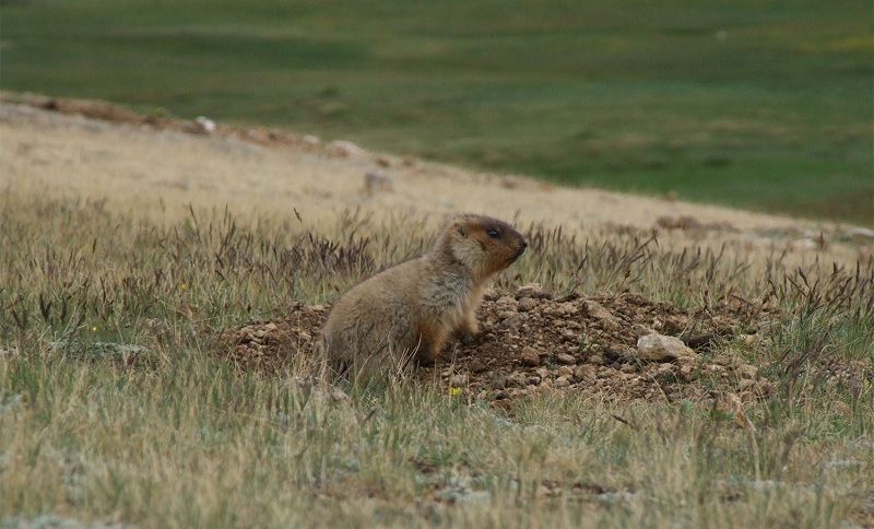 Тарваган тахал өвчнөөс урьдчилан сэргийлье!!!